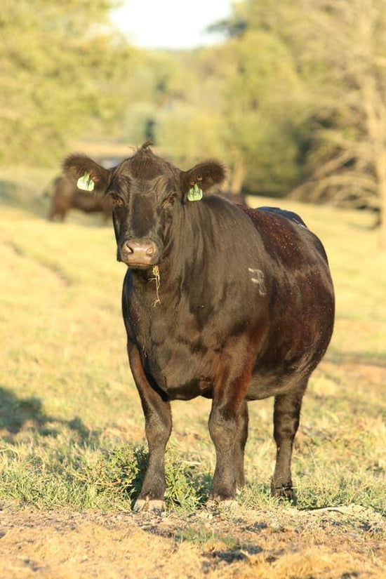 Brock Farms Beef – Brock Farms Freezer Beef